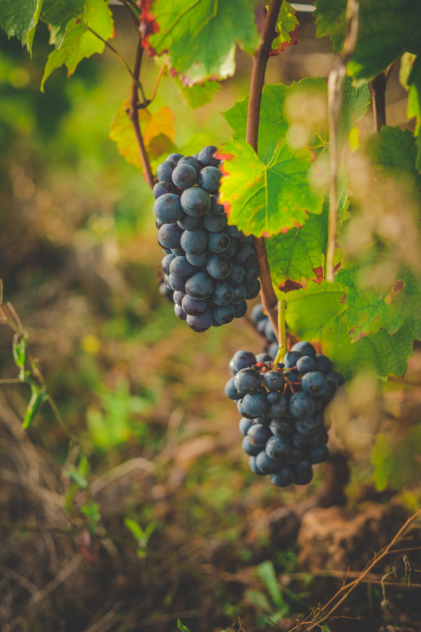 Les vins de la Côte Roannaise - Sur la route d’un territoire de ...