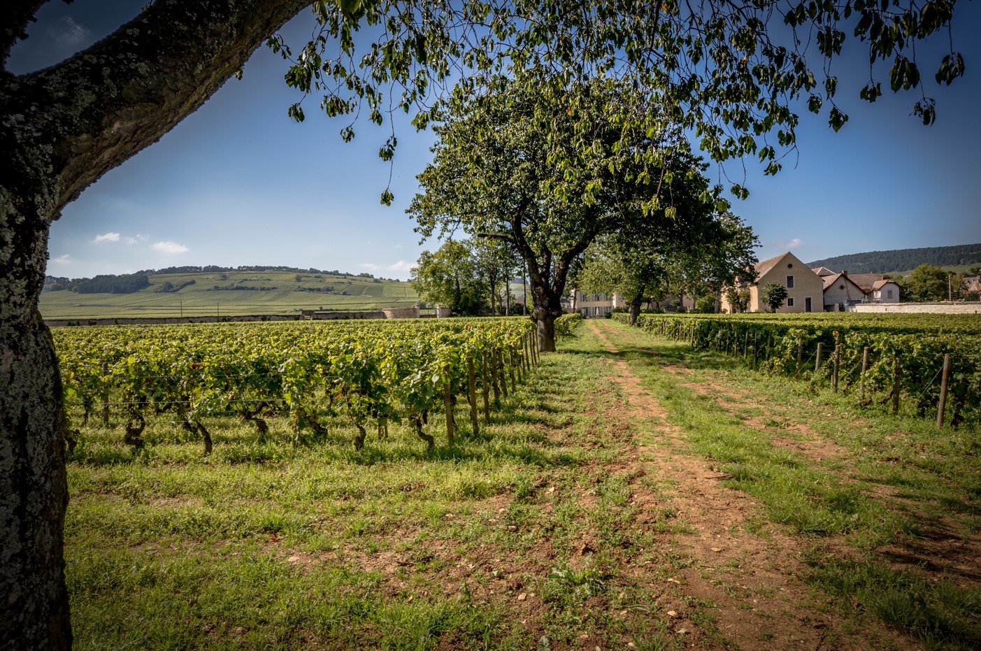 Maison Albert Bichot - Arts & Gastronomie
